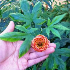 December 2012 Plant Profile: Abutilon ‘Tiger Eye’