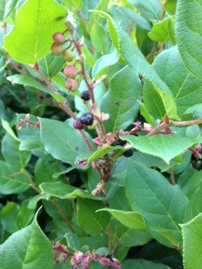 Salal, a summer beauty