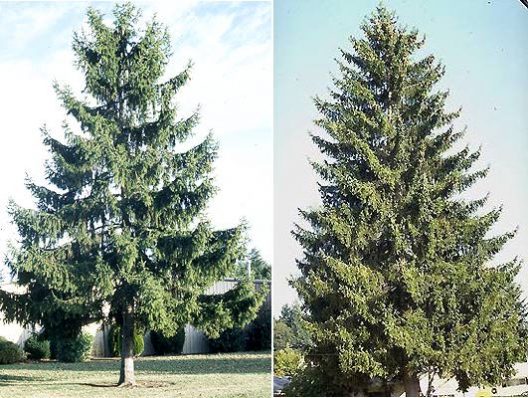 Planting a Tree? Consider a Conifer!