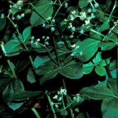 Washington Rare Plants | University of Washington Botanic Gardens