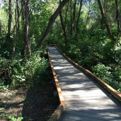 Yesler Swamp | University of Washington Botanic Gardens