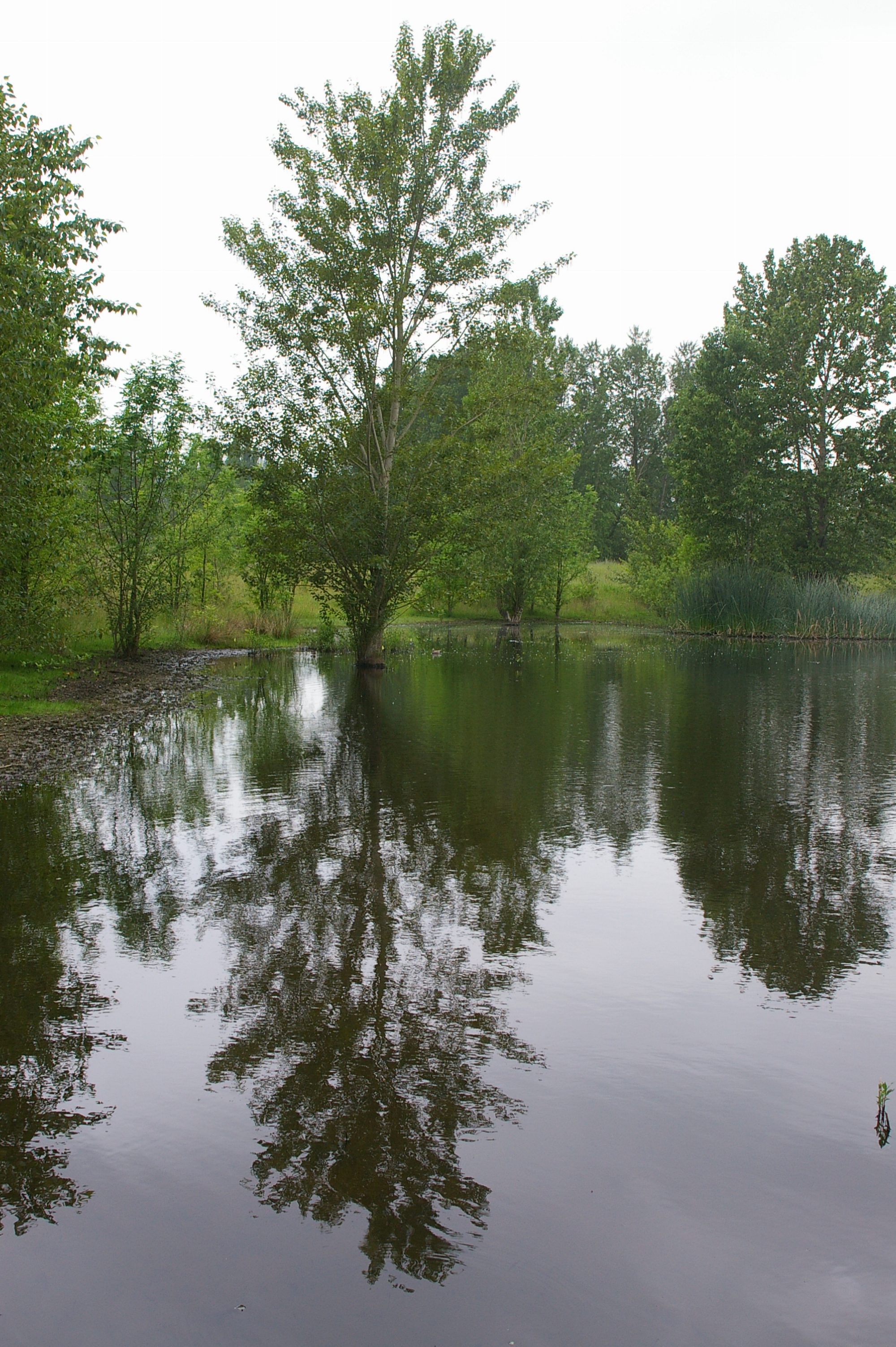 Union Bay Natural Area | University of Washington Botanic Gardens