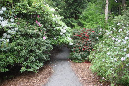 Spring in the Arboretum