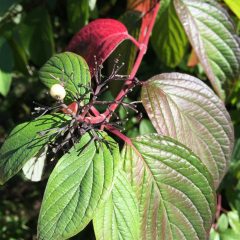 Yesler Swamp | University of Washington Botanic Gardens