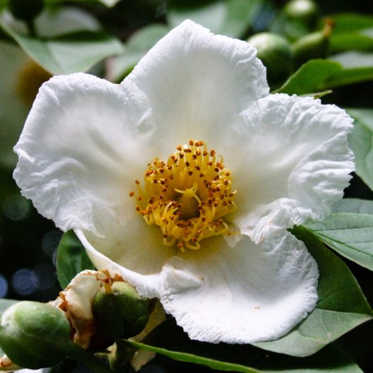 Hydrangeas, Crape Myrtles and Giant Himalayan Lilies: Summer Delights ...