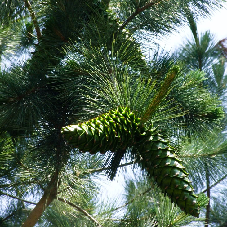 Washington Park Arboretum | University of Washington Botanic Gardens