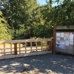 Yesler Swamp | University of Washington Botanic Gardens