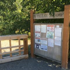 Yesler Swamp | University of Washington Botanic Gardens