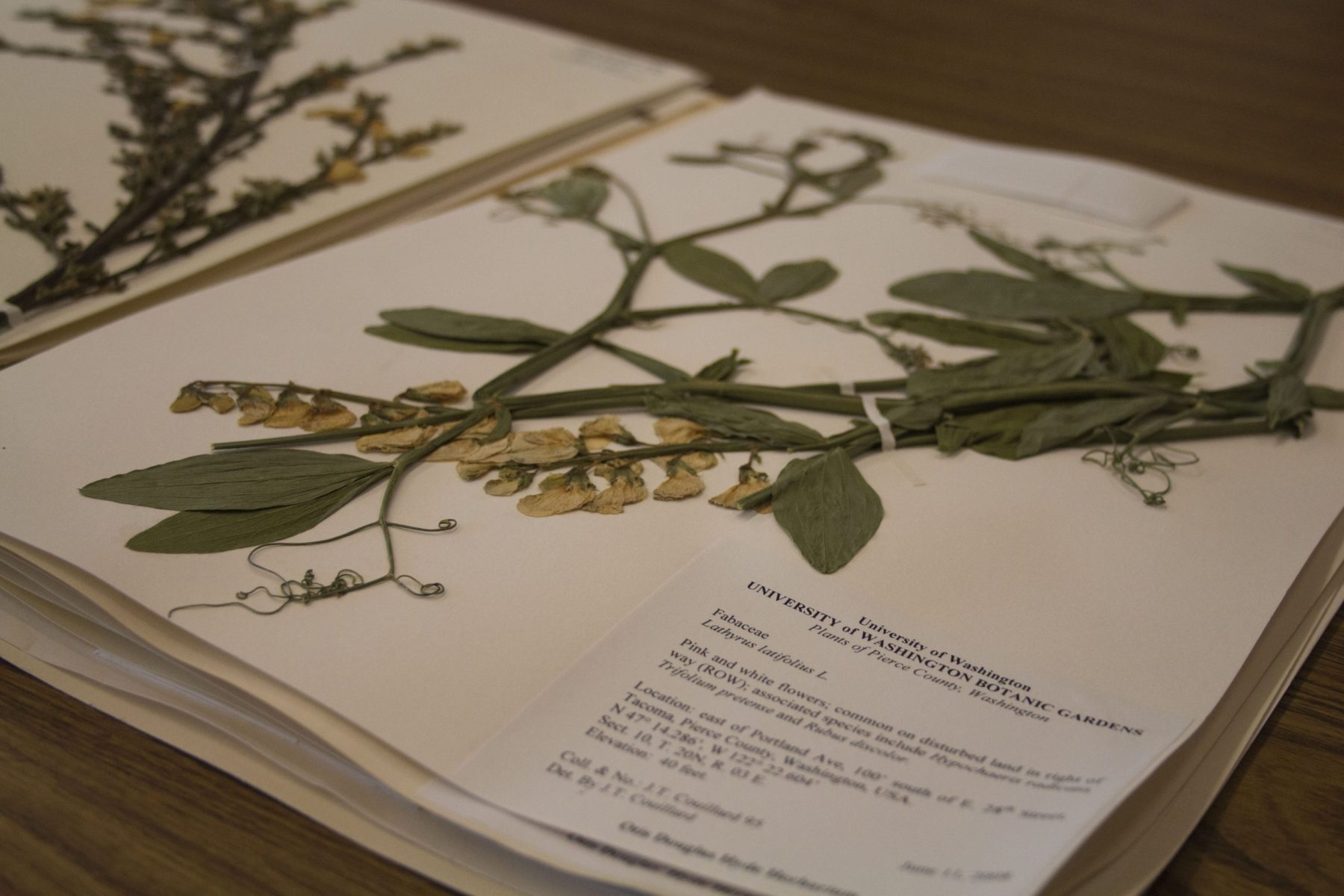 Collections | University of Washington Botanic Gardens