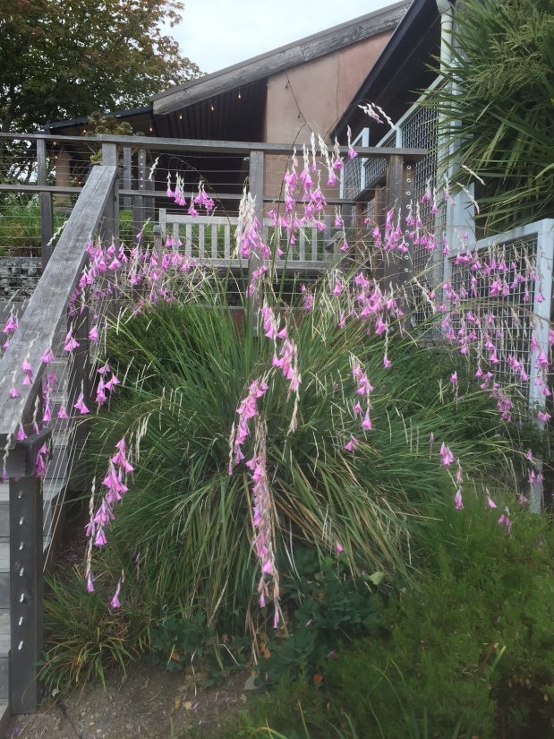 August 2016 Plant Profile: Dierama pulcherrimum