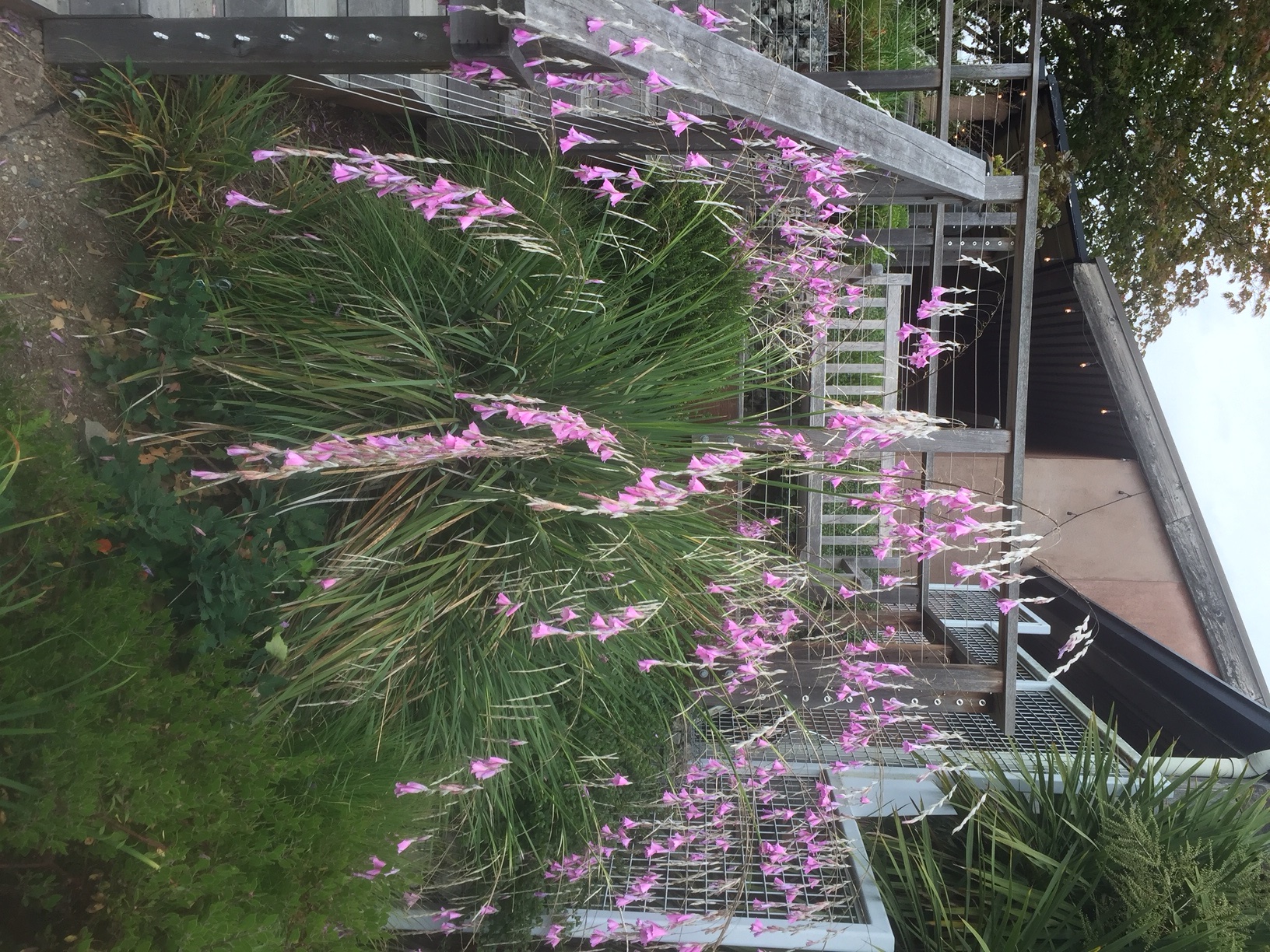 August 2016 Plant Profile: Dierama pulcherrimum