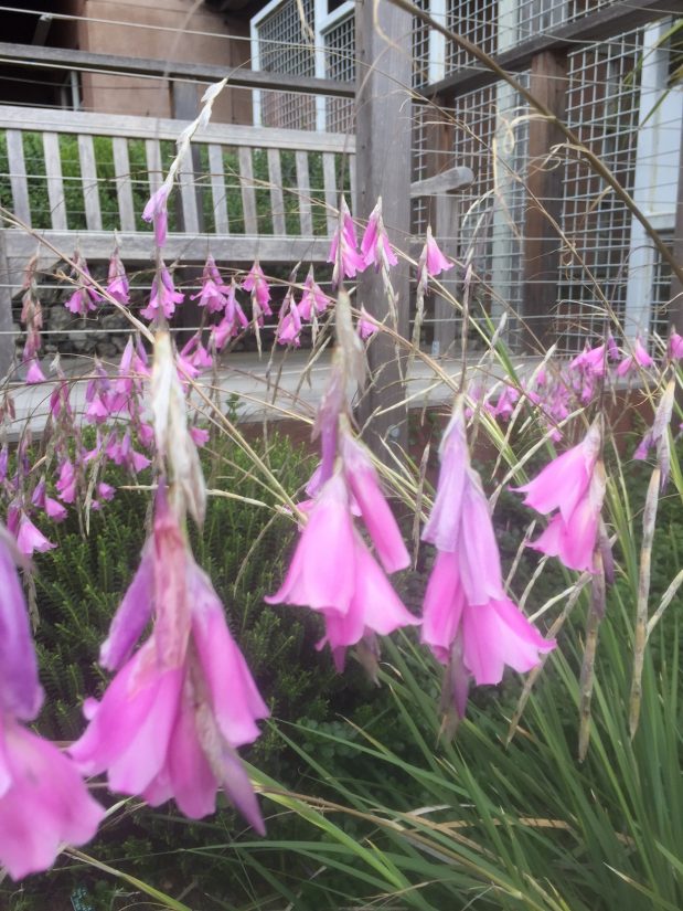 August 2016 Plant Profile: Dierama pulcherrimum