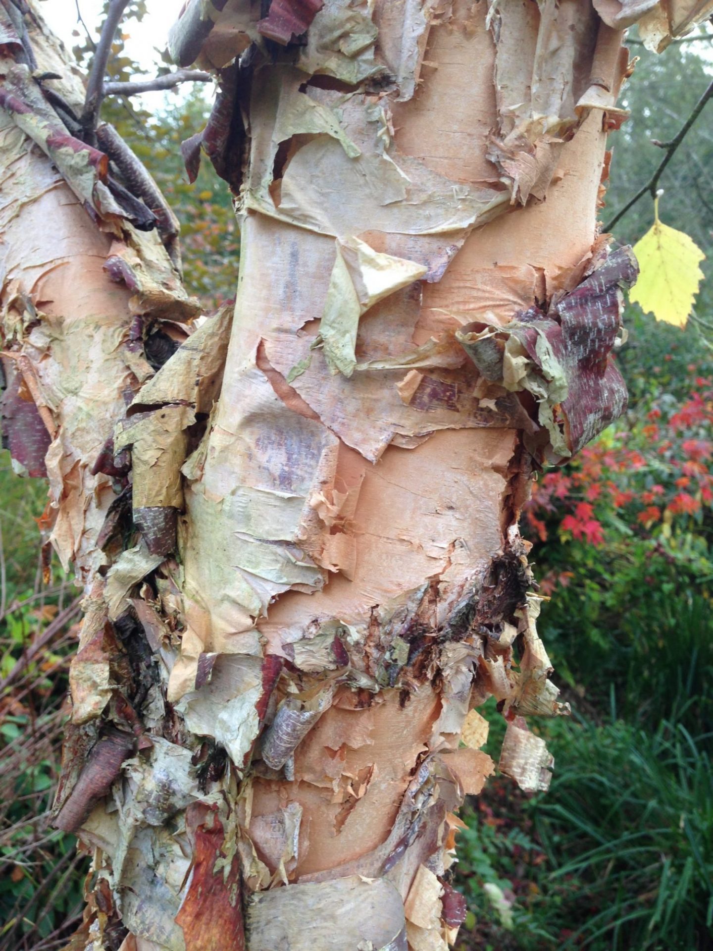 November 2016 Plant Profile: Betula nigra