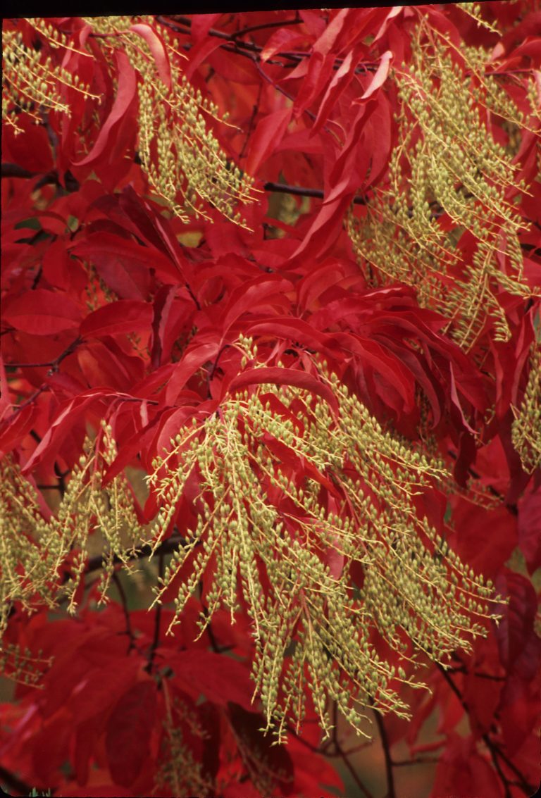 August 2017 Plant Profile: Oxydendrum arboreum