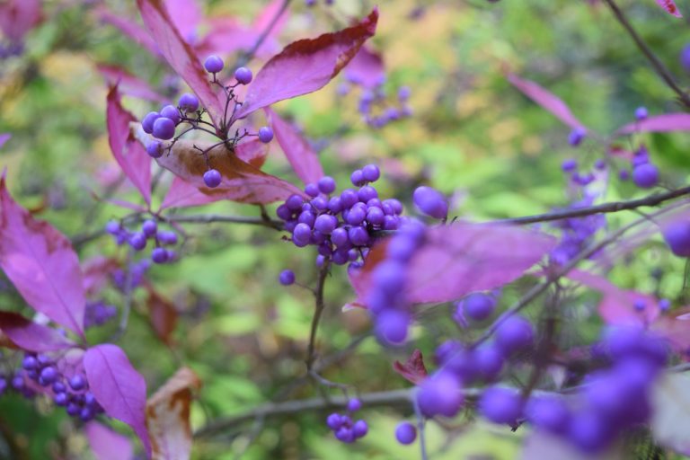 November 2017 Plant Profile: Callicarpa bodinieri var. giraldii ‘Profusion’