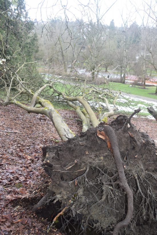 50 Year Snow Storm Hits Arboretum Plant Collections Hard!