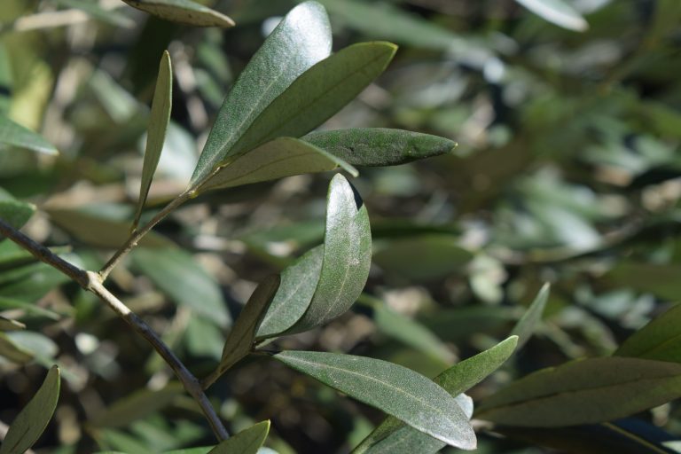 March 2019 Plant Profile: Olea europaea ‘Frantoio’