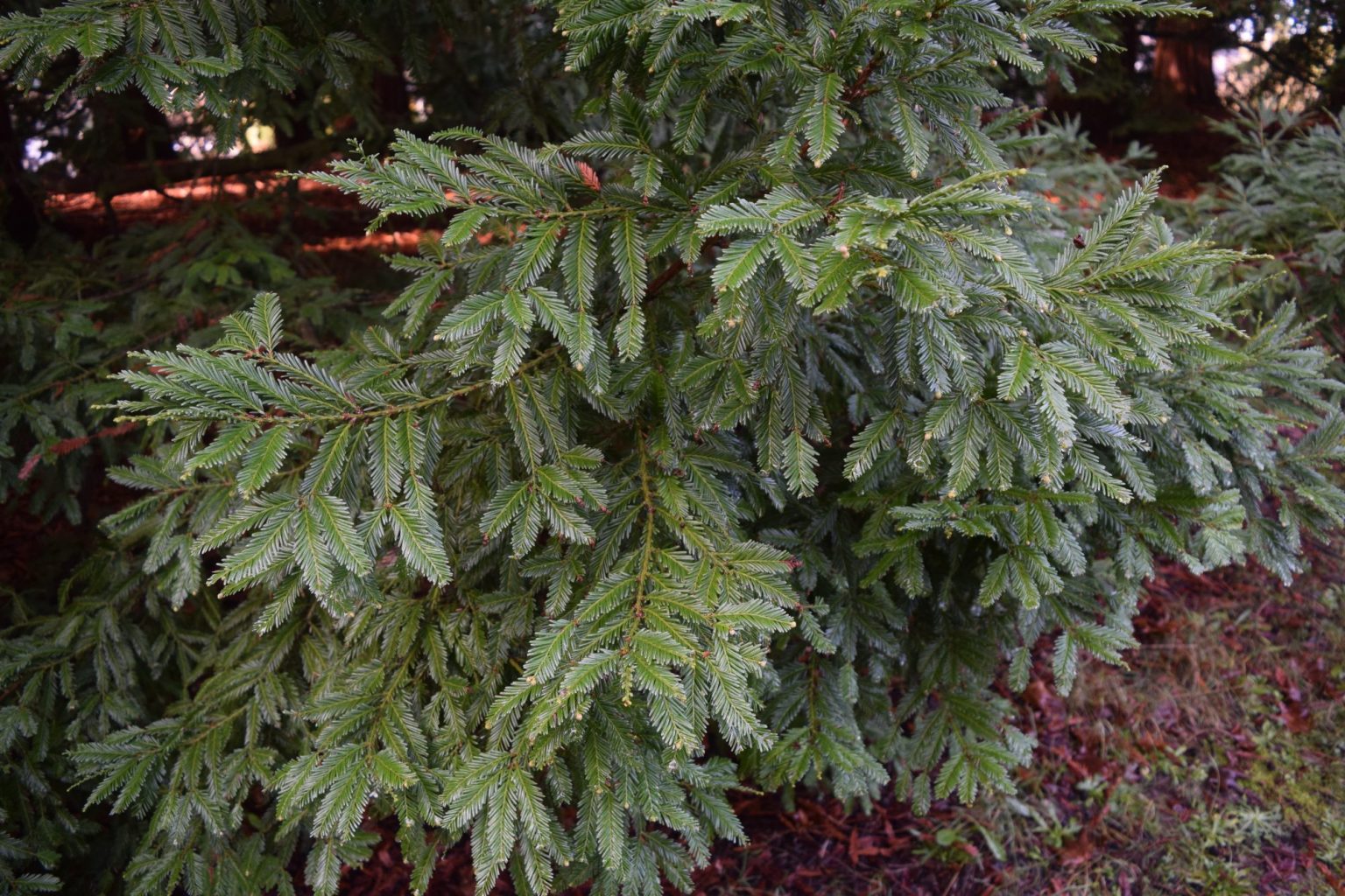 December 2019 Plant Profile: Sequoia sempervirens