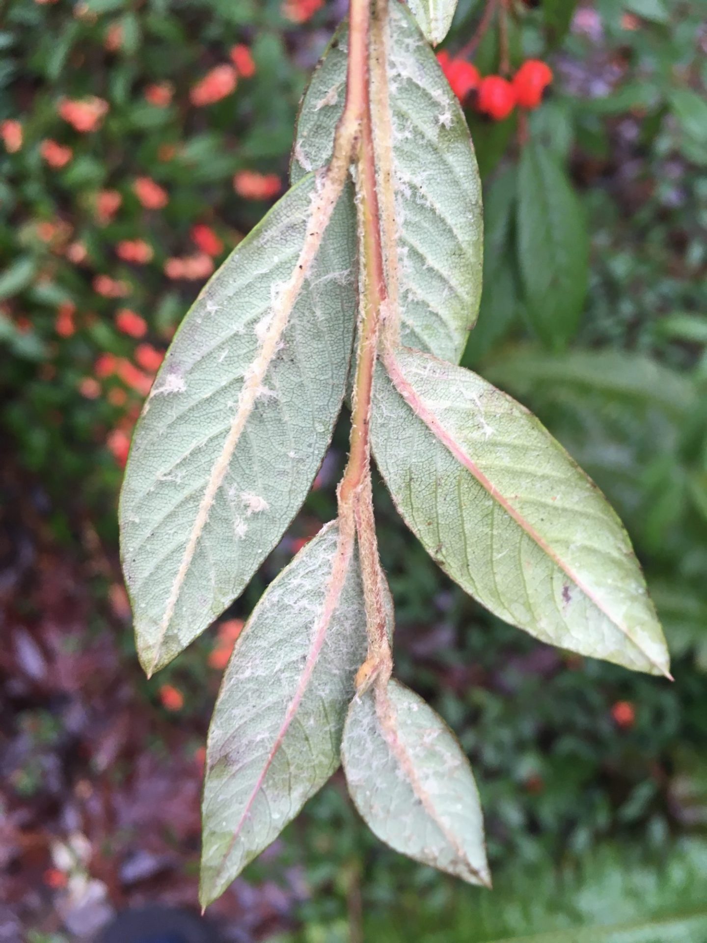 February 2020 Plant Profile: Cotoneaster salicifolius