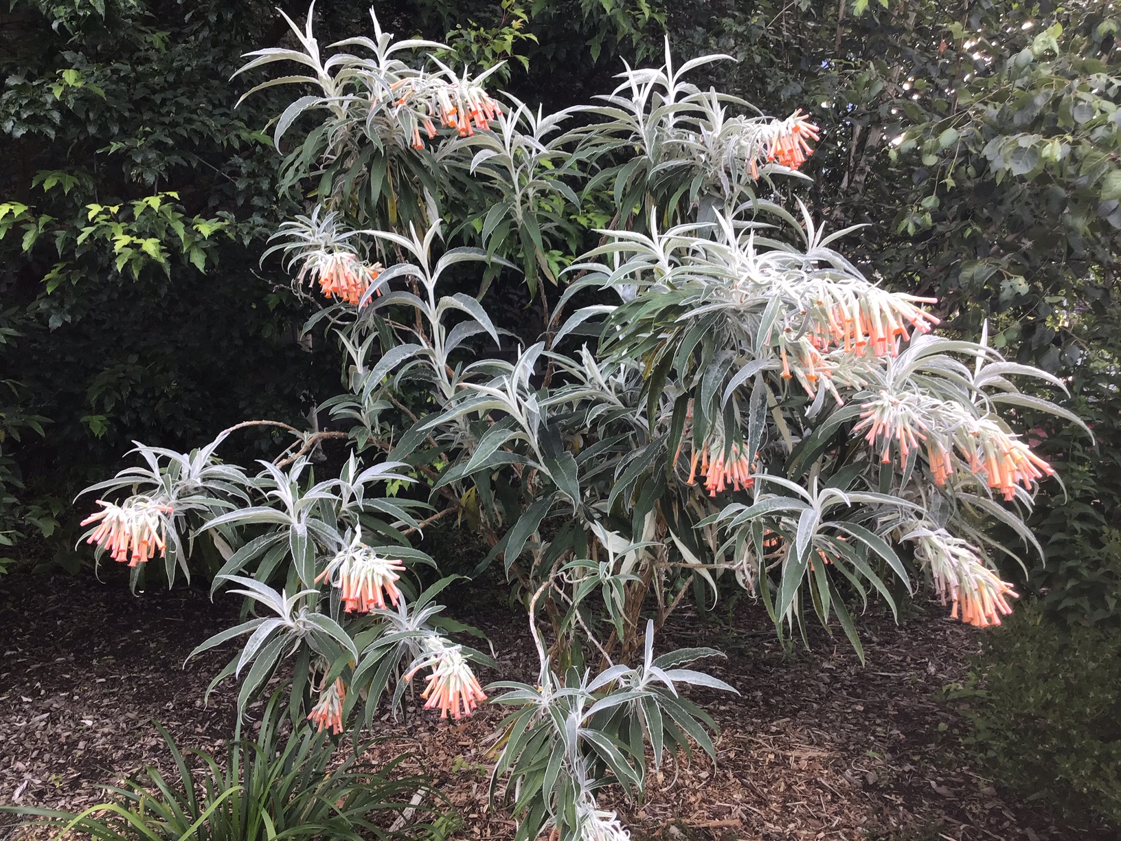 Selected Cuttings from the Center for Urban Horticulture