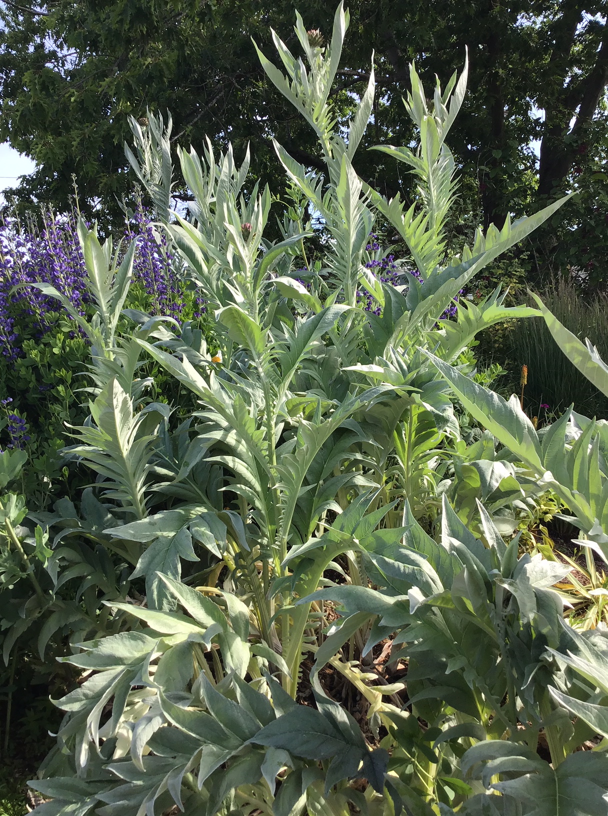 Selected Cuttings from the Center for Urban Horticulture