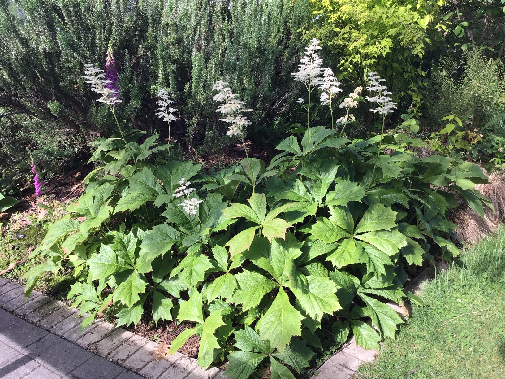 Selected Cuttings from the Center for Urban Horticulture