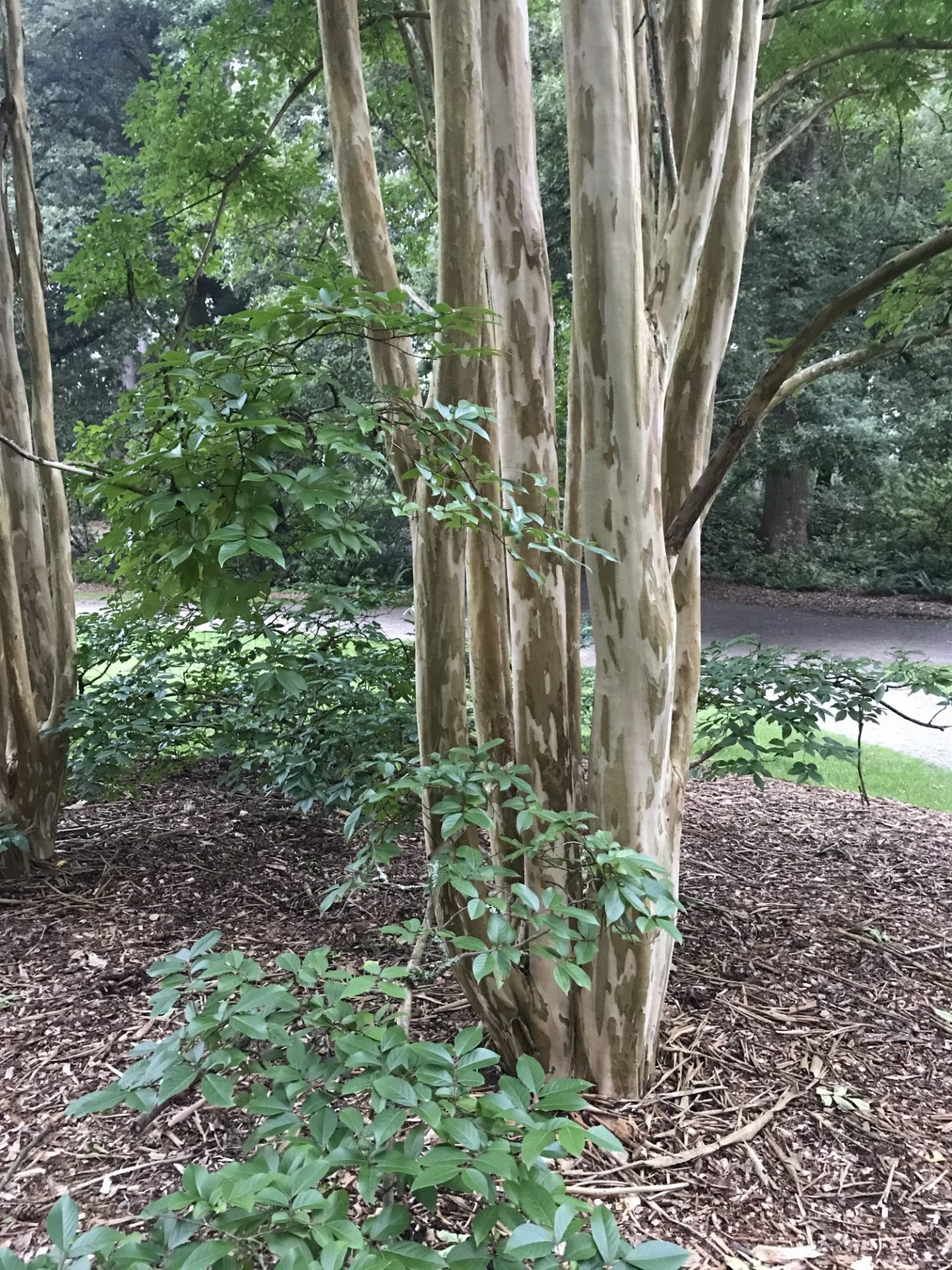 “Barking up the Right Tree”