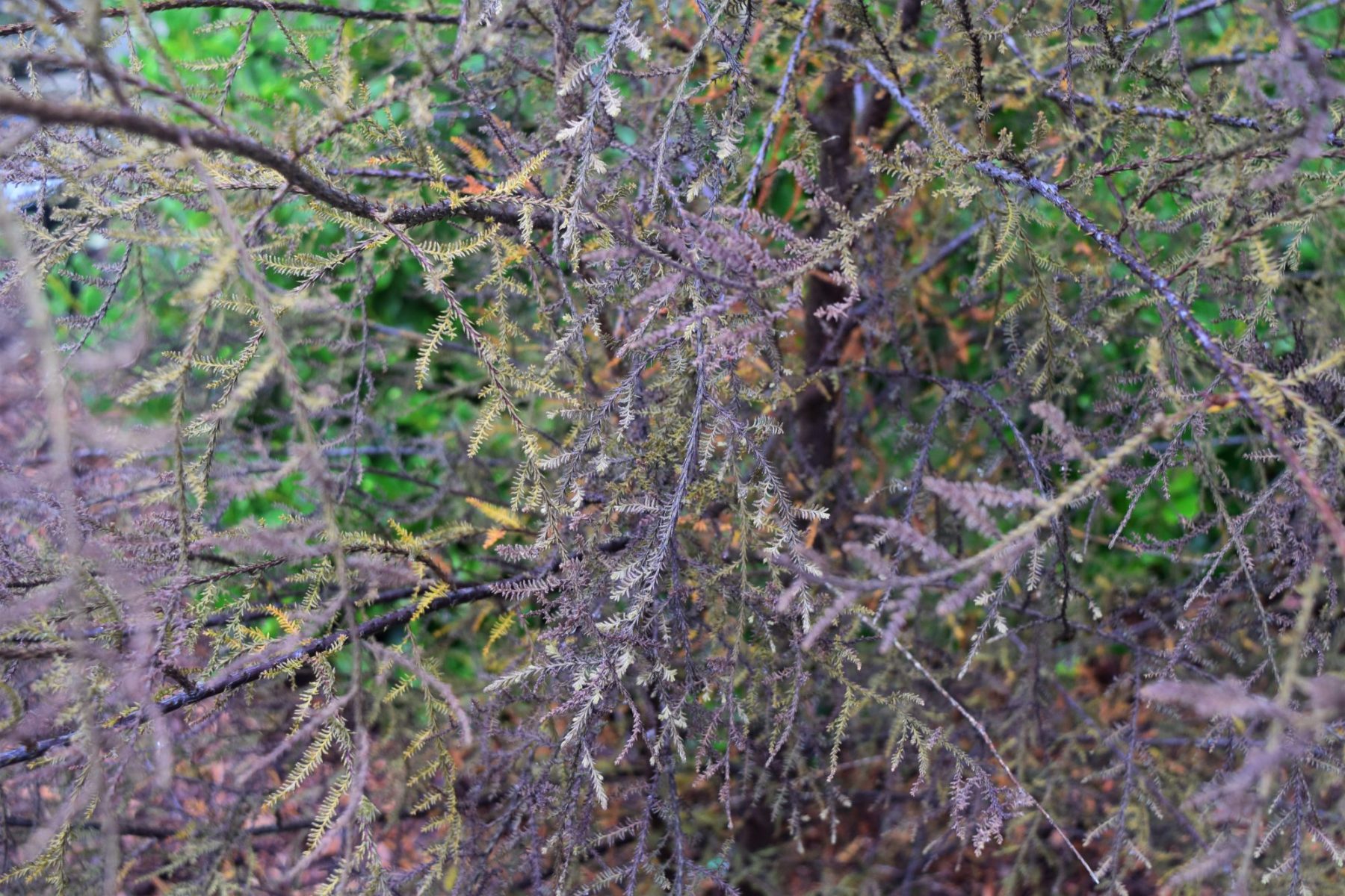 Selections from the New Zealand Garden at the Washington Park Arboretum