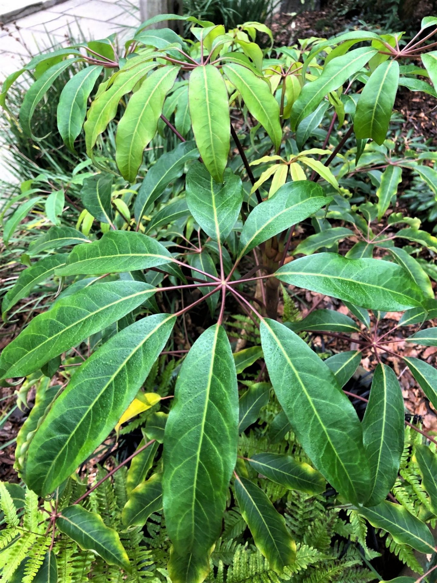Winter Interests (Part II) at the Washington Park Arboretum