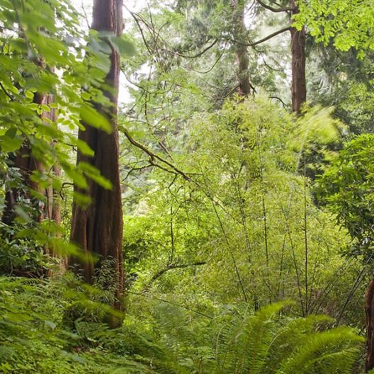 Urban Forest Symposium | University of Washington Botanic Gardens