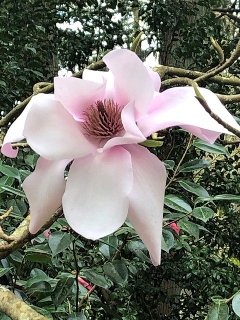“Magnificent Magnolias!”