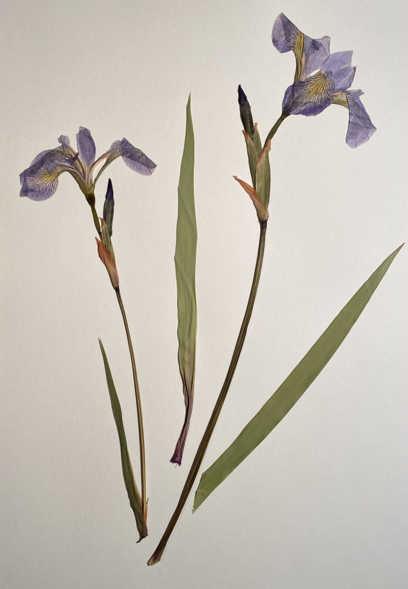 Support the Hyde Herbarium | University of Washington Botanic Gardens