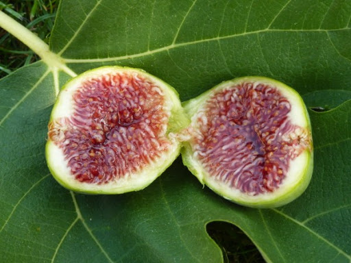 May 2021 Plant Profile: Ficus carica ‘Desert King’