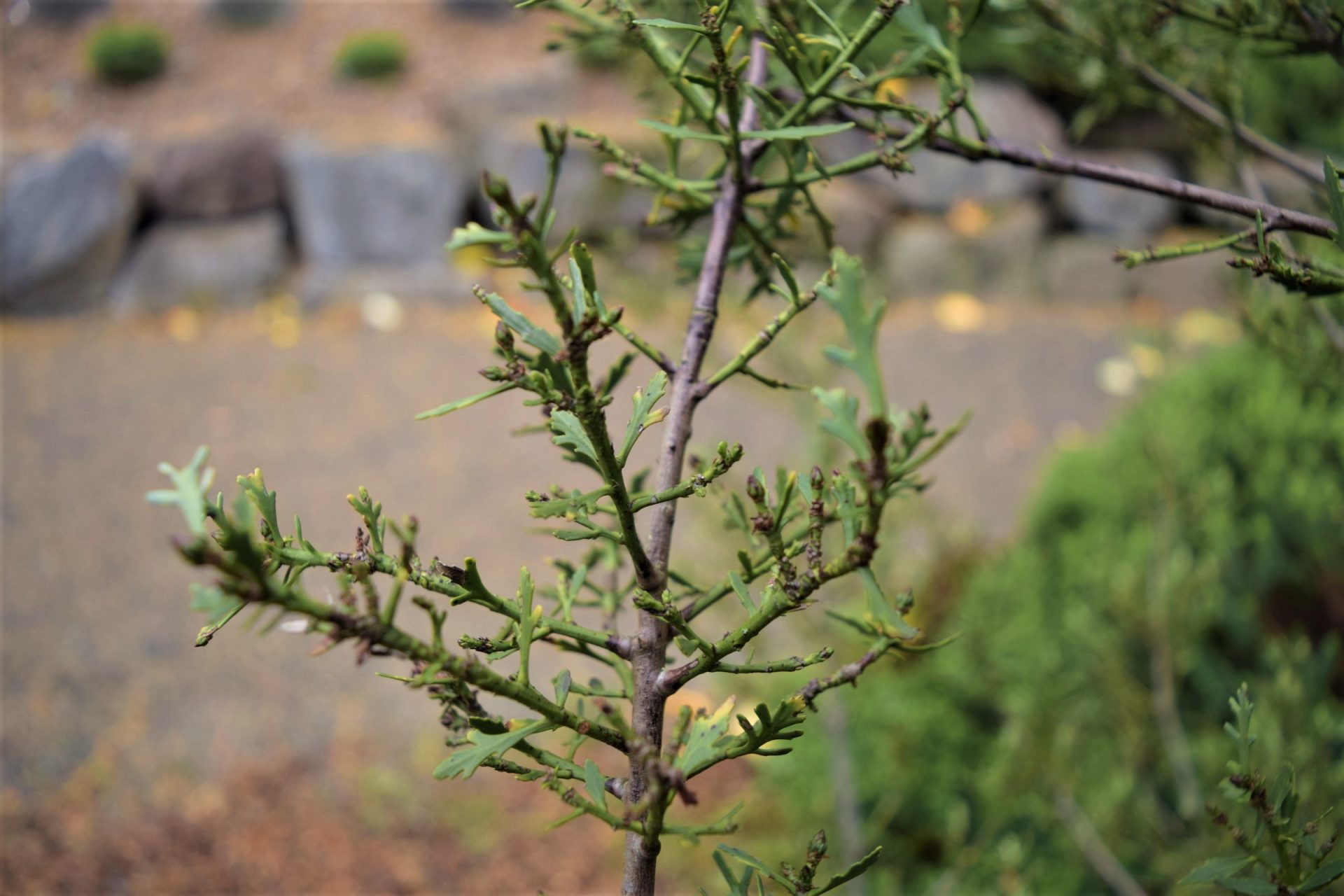 Selected Plants from the Pacific Connections Garden-New Zealand Forest