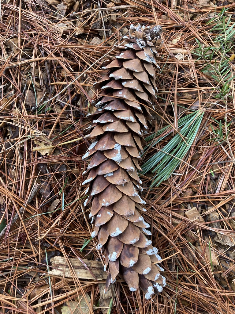 December 2021 Plant Profile: Western White Pine and White Pine Blister Rust