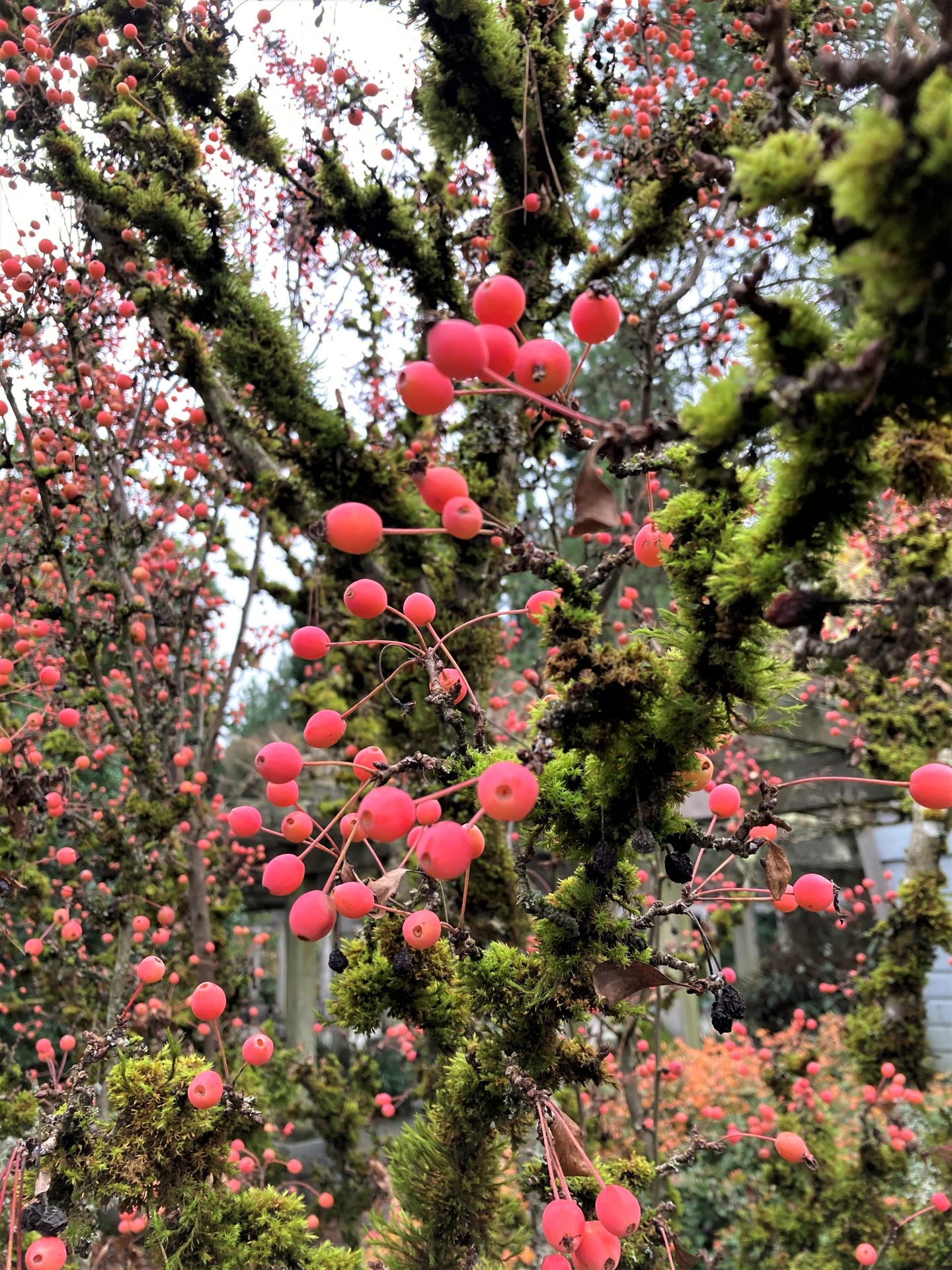 A Berry Colorful Winter Beginning