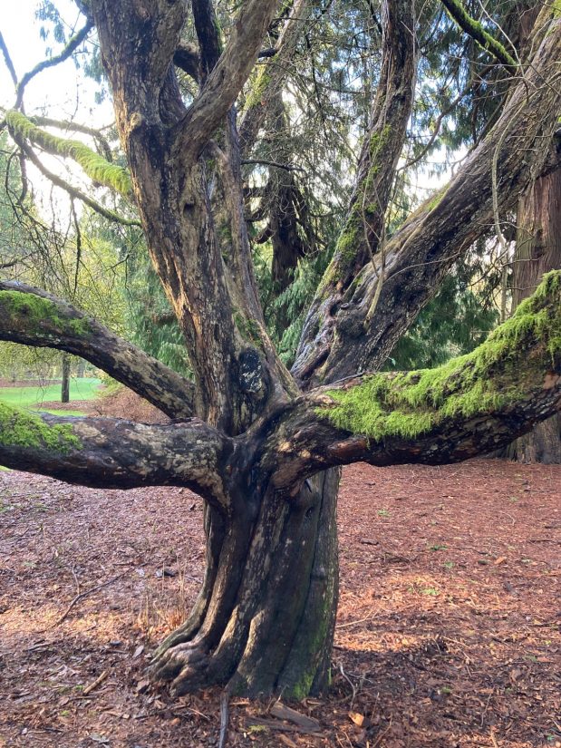 Champion Trees of the Washington Park Arboretum
