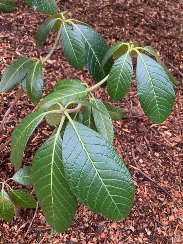 February 2022 Plant Profile: Fine Foliage of Large-Leaf Rhododendrons