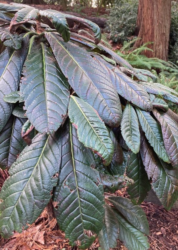February 2022 Plant Profile: Fine Foliage of Large-Leaf Rhododendrons