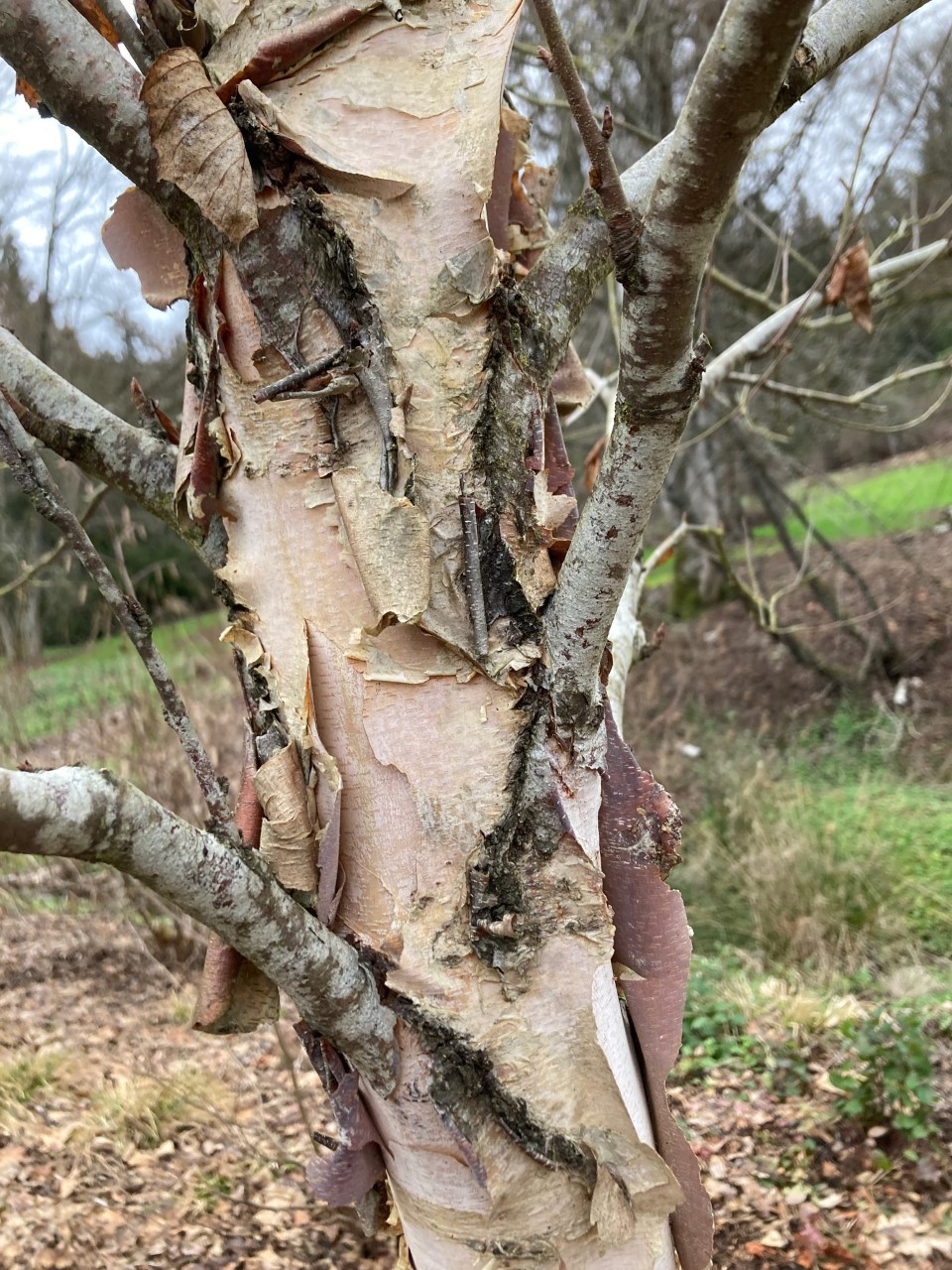 Bark for Midwinter Interest