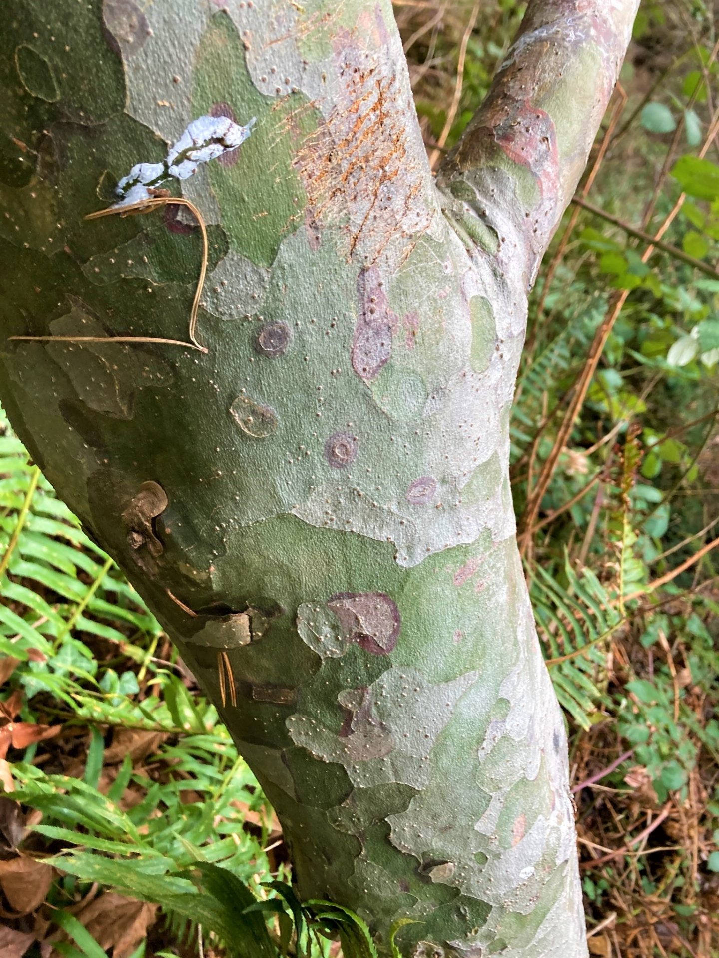 Bark for Midwinter Interest