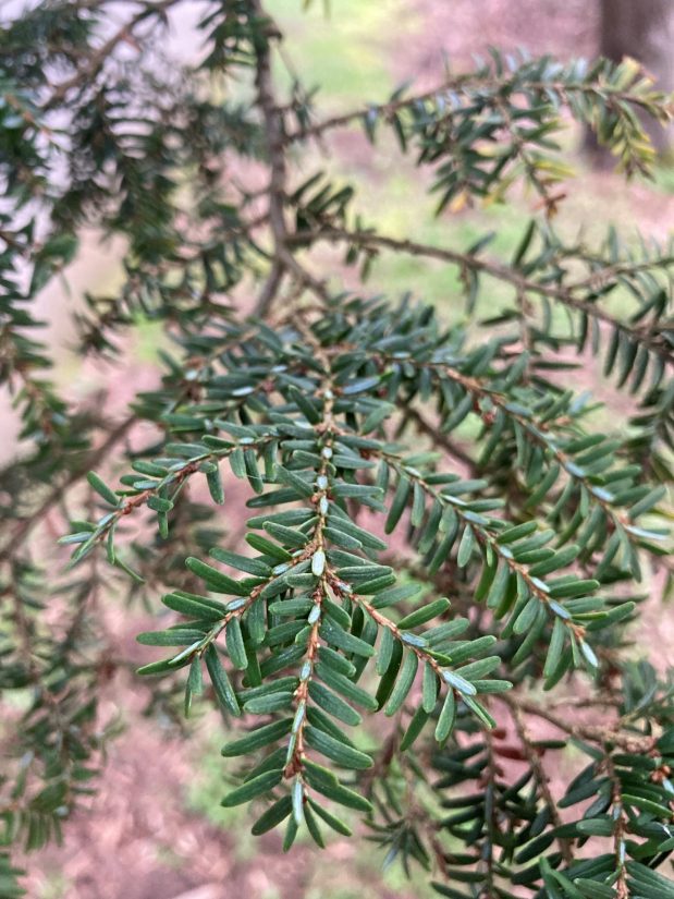 Hemlocks of the World