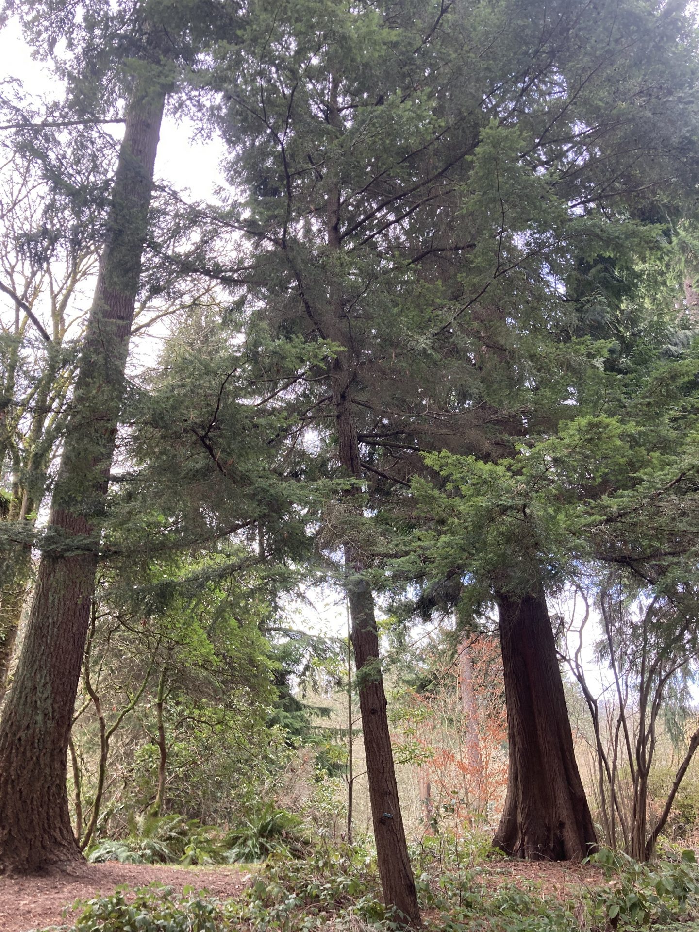 Hemlocks of the World