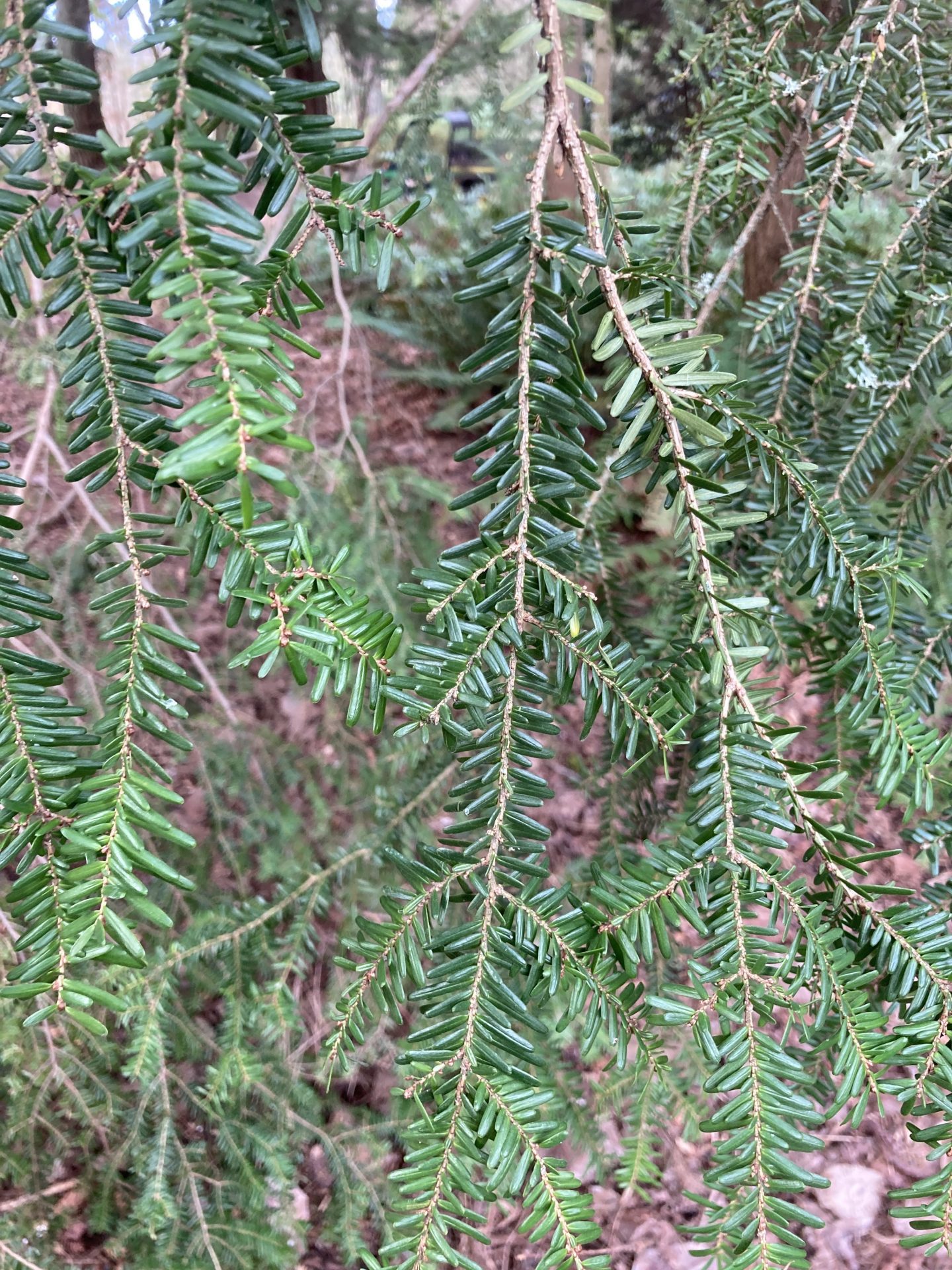 Hemlocks of the World
