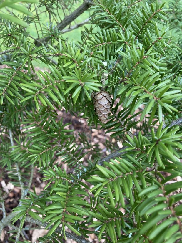 Hemlocks of the World