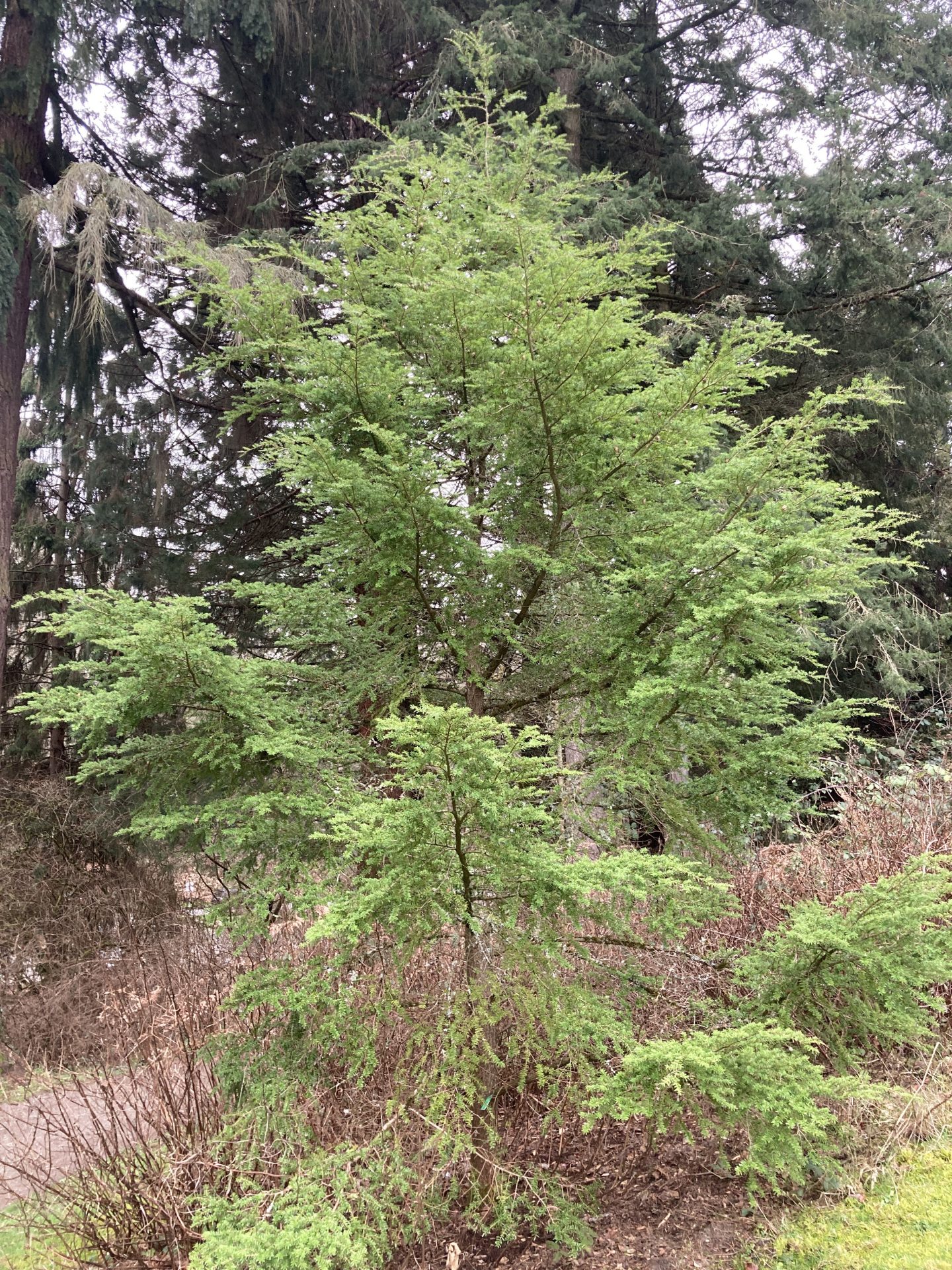 Hemlocks of the World