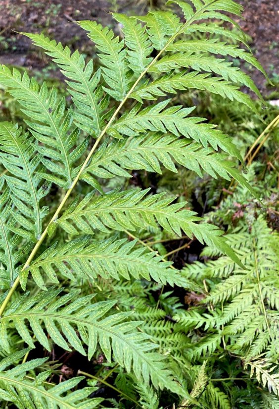 Fantastical Fronds and Where to Find Them