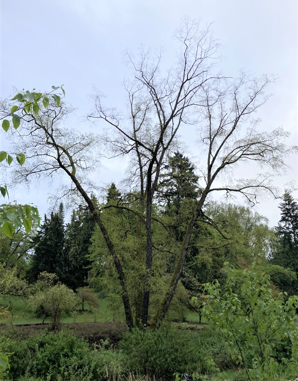 Selected Plants from the Washington Park Arboretum