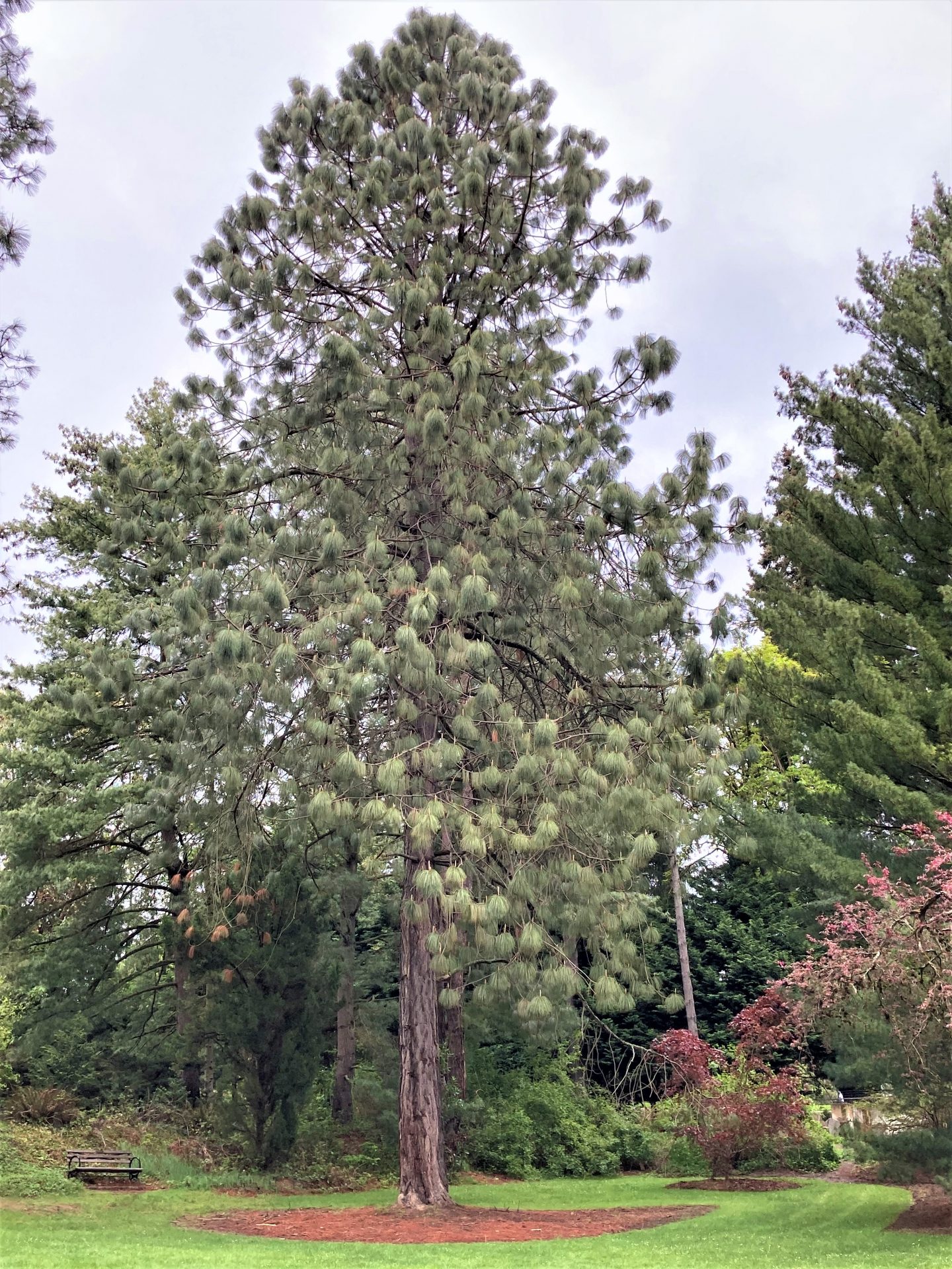 Selected Plants from the Washington Park Arboretum
