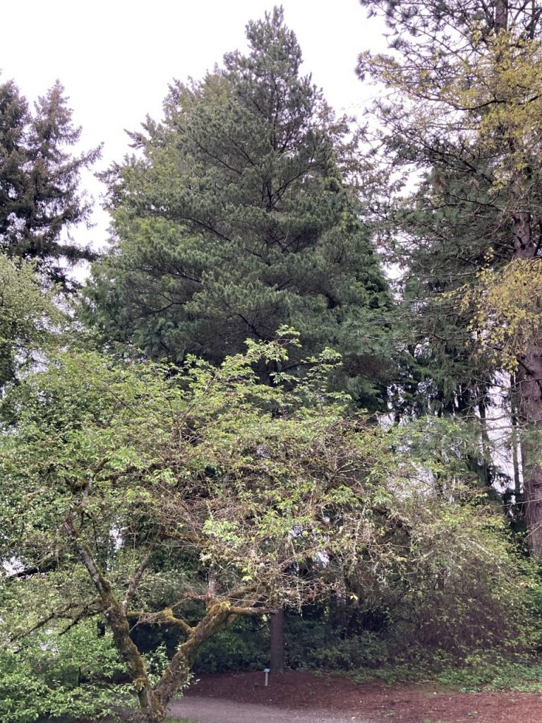 Selected Plants from the Washington Park Arboretum
